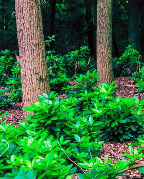 16 Under Spruce Tree Landscaping Ideas Ground Cover And Plants