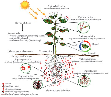 Phytoremediation Advantages