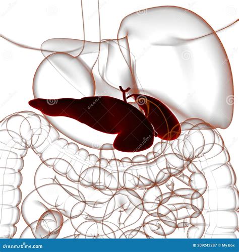 Gall Bladder Human Digestive System Anatomy 3d Rendering Stock