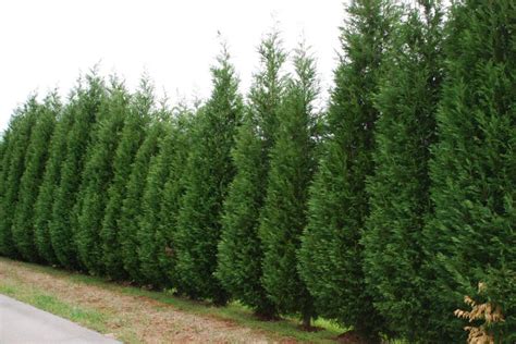 კიპარისი ლეილანდი Geobotanic