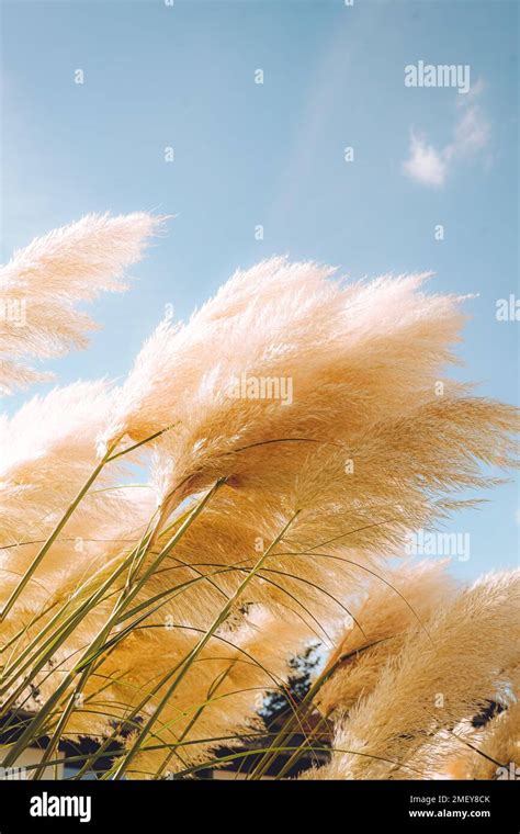 Trendy Botanical Background With Fluffy Pampas Grass Boho Style Plant