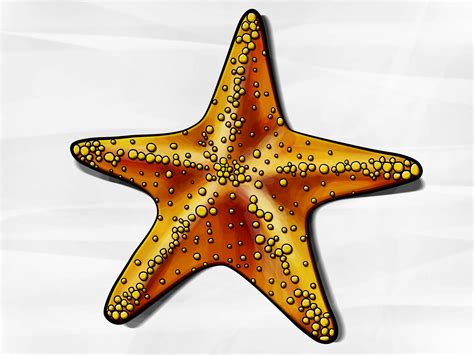 How To Draw A Starfish 6 Steps With Pictures Wikihow