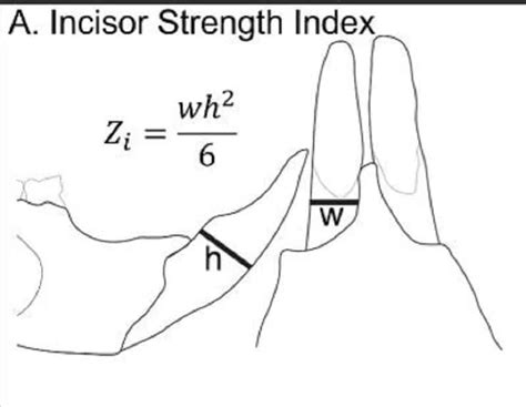 What Is The Bite Force Of A Squirrel Squirrels At The Feeder