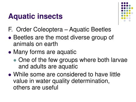Ppt Aquatic Macroinvertebrates Powerpoint Presentation Free Download Id 5376805