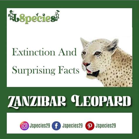 Zanzibar Leopard Extinction And Surprising Facts