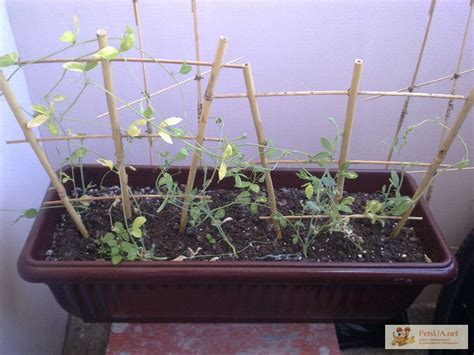 Продам/купить горшки, ящики для цветов балконные, садовые - Киев — PetsUA