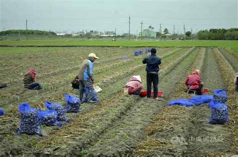 雲林大蒜災損每公頃36萬元救助 411前申請 生活 中央社 Cna