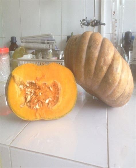 Khả Năng Hạ đường Huyết Của Polysaccharide Có Nguồn Gốc Từ Quả Bí đỏ