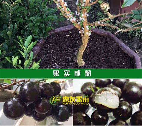 嘉宝果各个品种介绍 蓝嘉宝果品种介绍 桃形红嘉宝果图片 第10页 大山谷图库