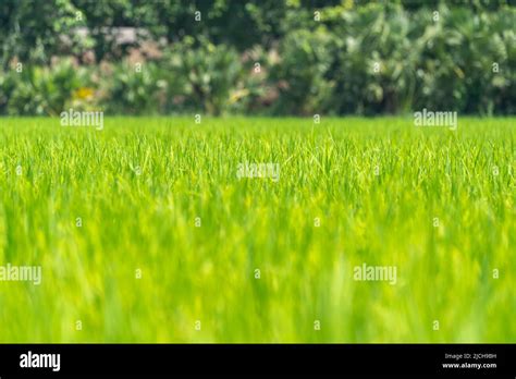 Close Up To The Beautiful Green Paddy Rice Field From Drone View For