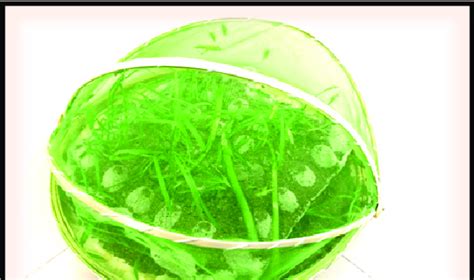 Grasshopper Zonocerus Variegates Rearing Model Unit At Techno India