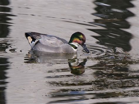 ヨシガモ 気楽にとり 鳥撮り 歩き