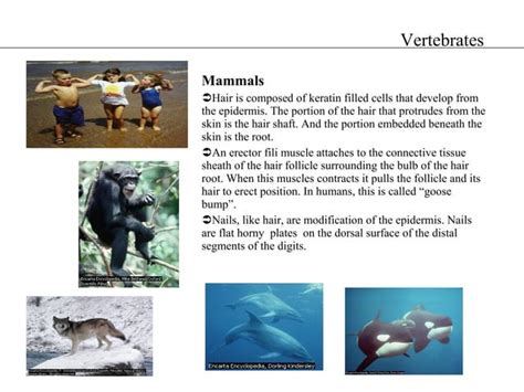 Integumnetary System PPT