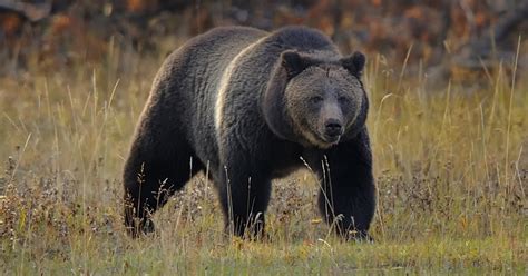 Woman Dies After Suspected Grizzly Bear Attack In Yellowstone