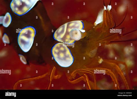 Squat Anemone Shrimp Thor Amboinensis Portrait 70 Feet Deep Solomon