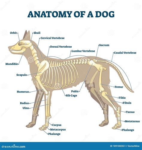 Anatomía Del Esqueleto De Perro Con Indicación Vectorial Del Esquema