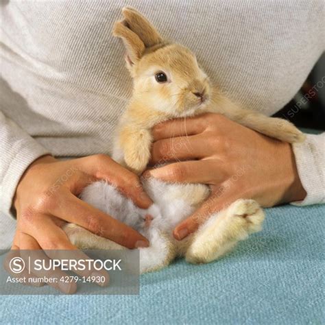 Pygmy Rabbit Determine The Sex Female Rabbit Superstock