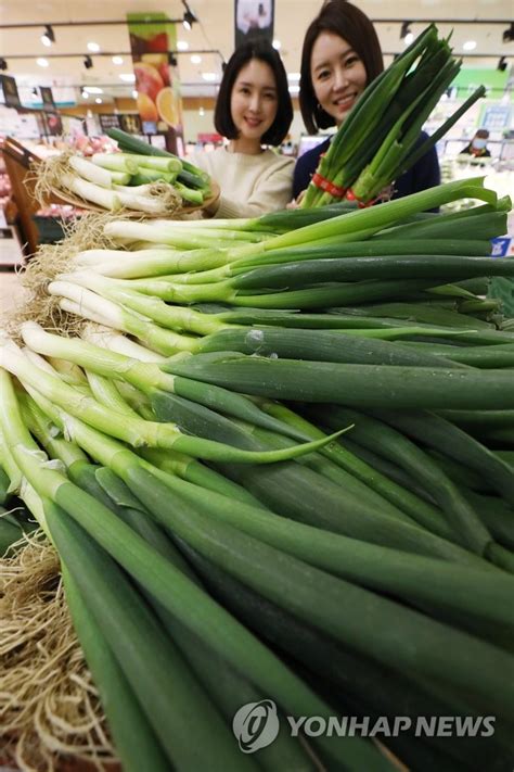 해풍 맞고 자란 겨울 대파 연합뉴스