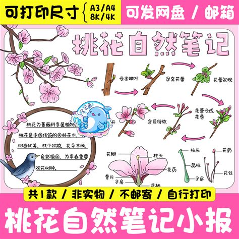 植物观察表桃花 观察记录表植物 大山谷图库