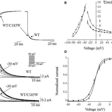 Effects Of The Mutation On Activationdeactivation Kinetics And Download Scientific Diagram