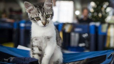 Mercado Pet Cresce Quatro Vezes Mais Que A Economia Brasileira