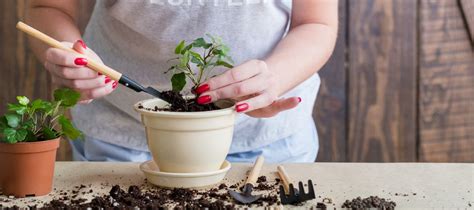 Aprende A Reproducir Plantas Planeta Mustakis