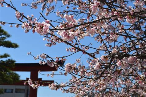 春の鶴岡八幡宮桜の名所鶴岡八幡宮 鎌倉トリップ 日帰りで初夏の鎌倉へ