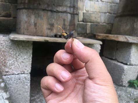 新人怎麼養殖蜜蜂？這些中蜂養殖小常識，您要知道 每日頭條