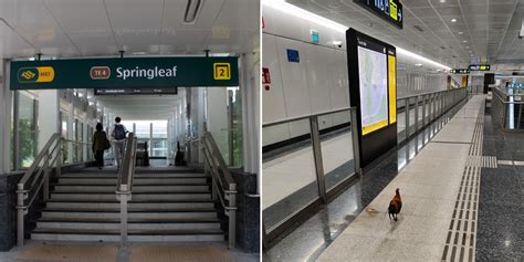 Rooster Seen Wandering At Springleaf Mrt Probably Enjoying Aircon