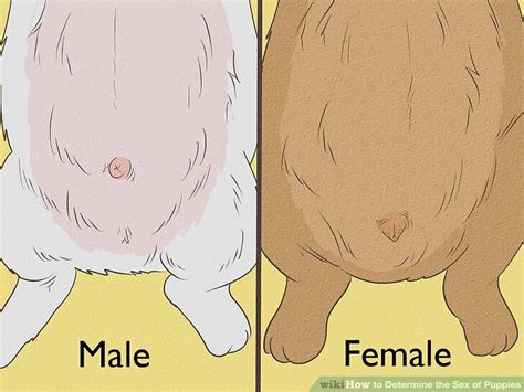 How To Determine The Sex Of Puppies Steps With Pictures