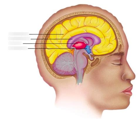 Forebrain Diagram Quizlet