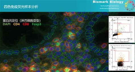 免疫组化荧光多标染色全景切片扫描多色全景成像数据分析技术服务报价价格生物器材网