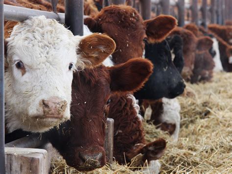 Feeder Cattle Market Braces For Heifer Retention The Western Producer