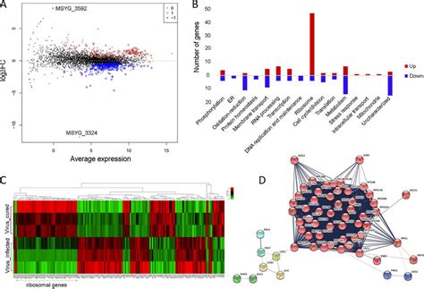 Rna Seq Reveals Transcriptional Rewiring In Virus Infected M