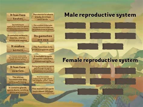 Puberty And Reproduction Group Sort