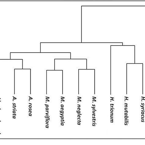 cluster analysis based on quantitative and qualitative morphological