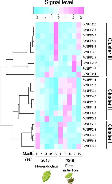 Heat Map Of Different Npf And Nrt2 Genes In F Crenata Heat Map Of Npf Download Scientific