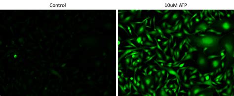 Screen Quest™ 10x Cell Staining Buffer With Phenol Red Plus™ Aat Bioquest
