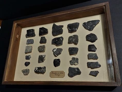 Fossils Educational Frame With Trionyx Fossil Turtle Plates Etsy