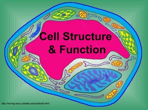 Cell Structure And Function Cambridge Igcse Biology Pdf