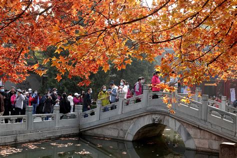 香山红叶实景 香山红叶红满天 香山红叶盆景 第3页 大山谷图库