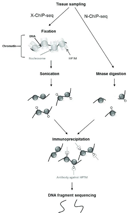 Protocol Of Chromatin Immunoprecipitation Followed By High Throughput