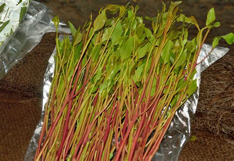 Khat Store Medisinske Leksikon
