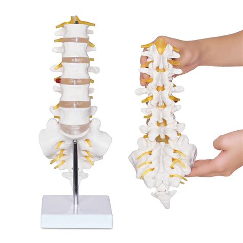 Nlshan Scientific Lumbar Spine Model