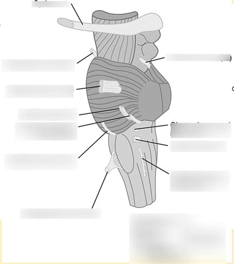 Lateral View Of Brainstem Diagram Quizlet