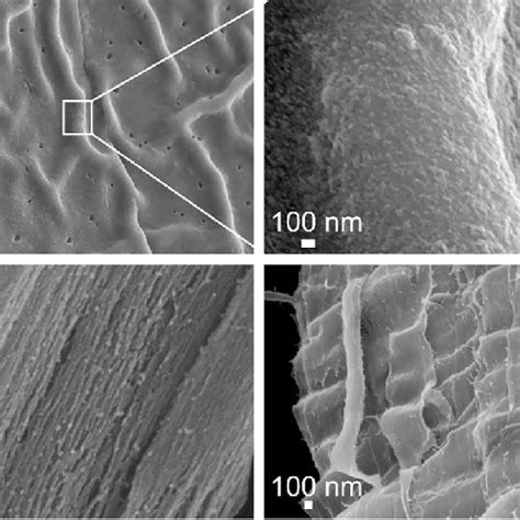 Field Emission Gun Scanning Electron Microscope Images Of B Chitin