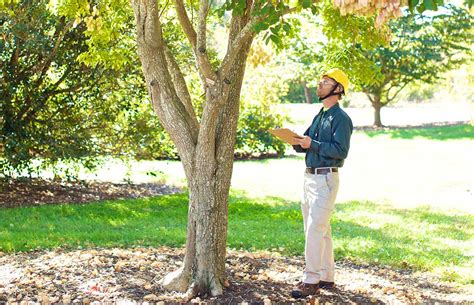 Tree Risk Assessment To Provide Your Trees With The Proper Care Hire Professionals