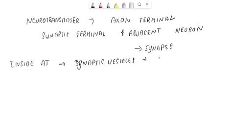Solved Neurotransmitters Are Released Into The The Gap Between Synaptic Terminals And