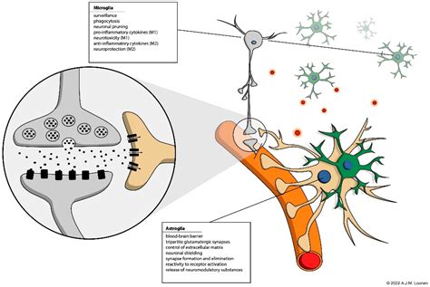 Role Of Neuroglia In The Habenular Connection Hub Of The Dorsal
