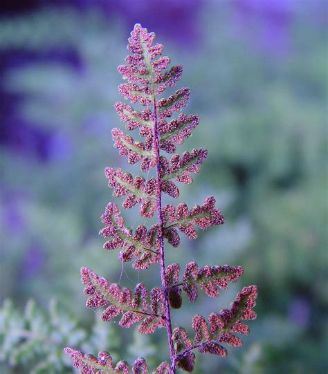 Cheilanthes Lanosa Hairy Lip Fern Go Botany